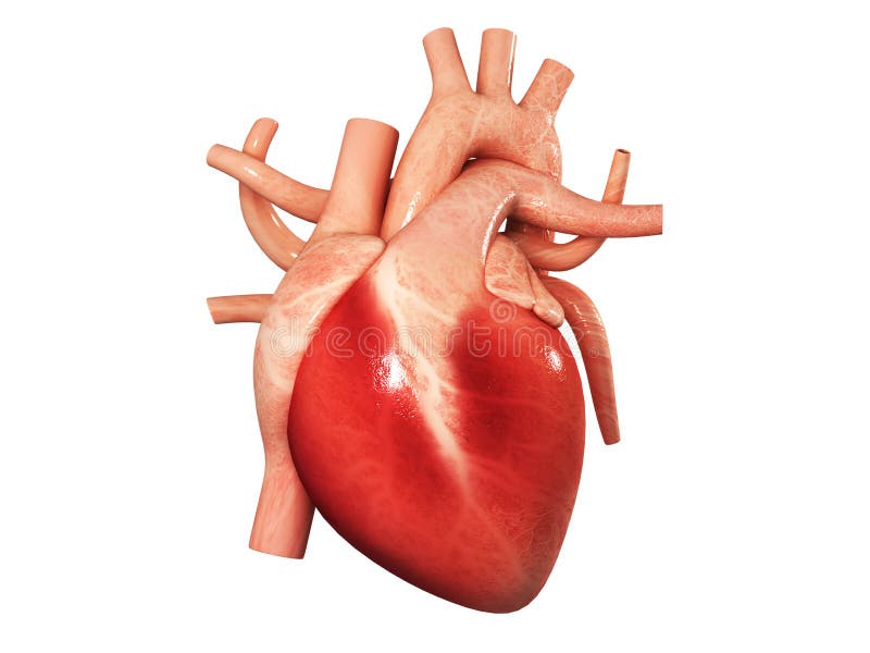 Menselijk hart stock foto. Image of cardiograaf, anatomie - 37801432