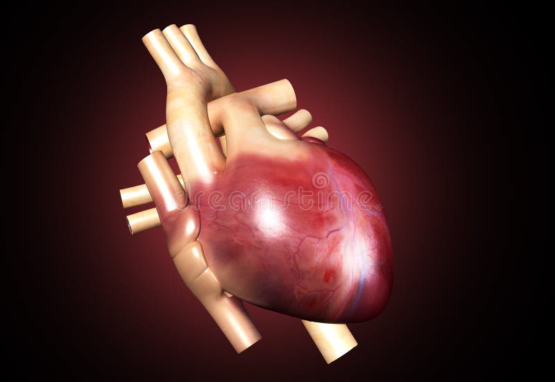 Menselijk hart stock foto. Image of pomp, aorta, zieken - 34323448