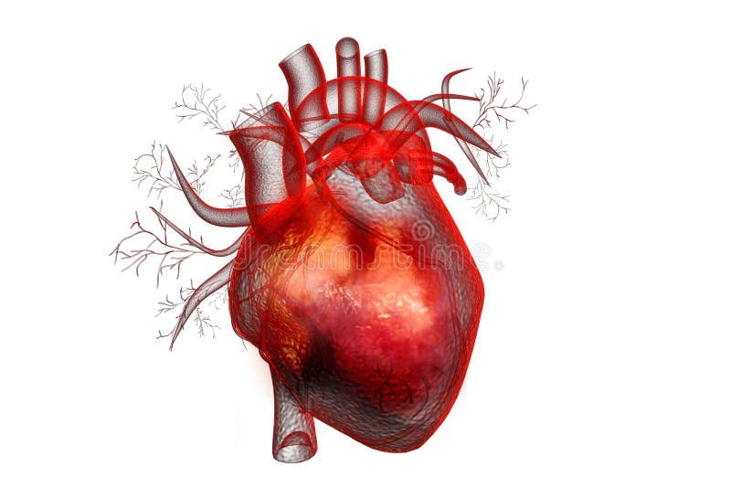 Menselijk hart stock illustratie. Illustration of hart - 37079477