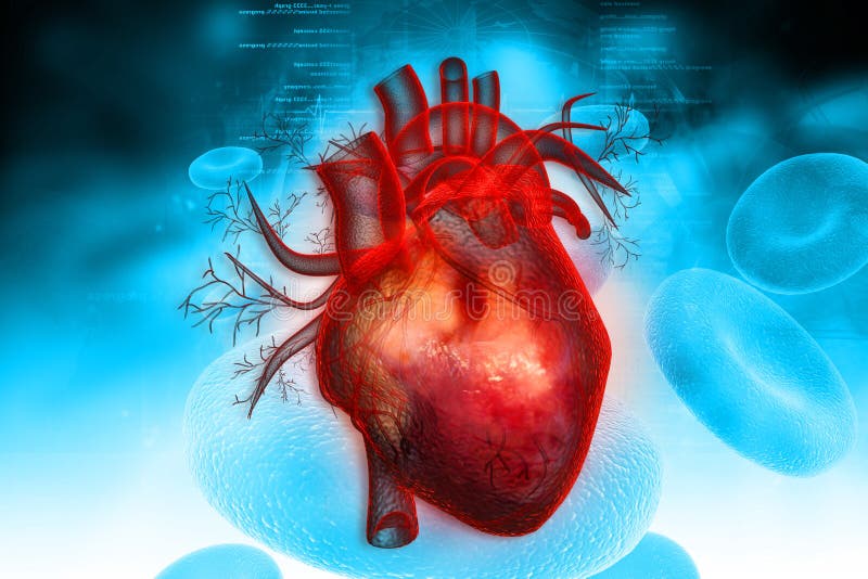 Menselijk hart stock illustratie. Illustration of medisch - 37142558