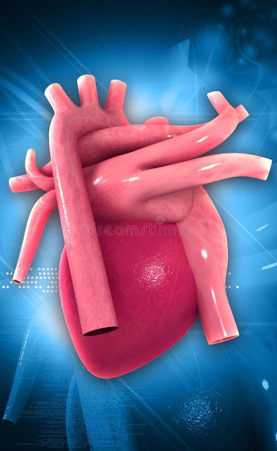 Menselijk hart stock foto. Image of binnenplaats, stroom - 39765426