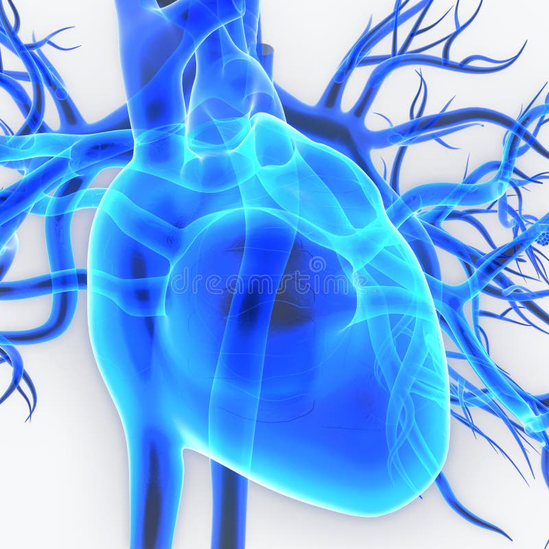 Hart Met Slagaders En Aders Stock Illustratie - Illustration of mens ...