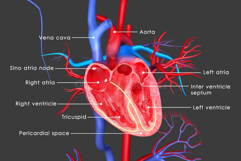 Anatomie Van Het Menselijk Hart En Bloedsomloop. Hartcyclus Vector ...
