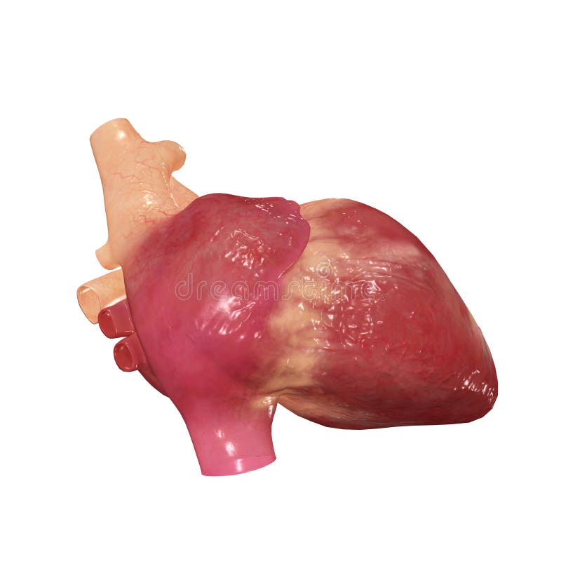 Menselijk hart stock foto. Image of spier, geneeskunde - 56141228