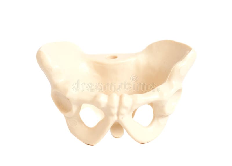 Menselijk heupbeen stock foto. Image of heup, anatomisch - 60803506