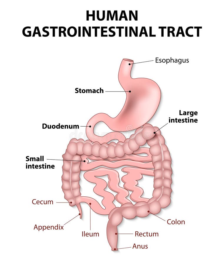 Maag En Slokdarm En Rectum Menselijke Anatomie Gastro-intestinaal ...