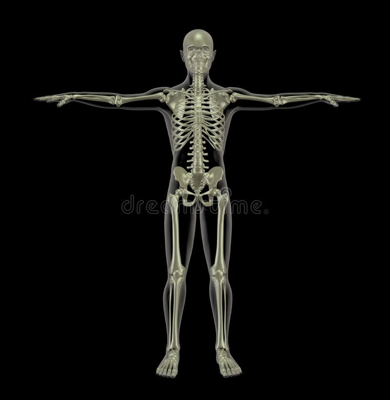 Menselijk skelet stock illustratie. Illustration of anatomie - 16217086