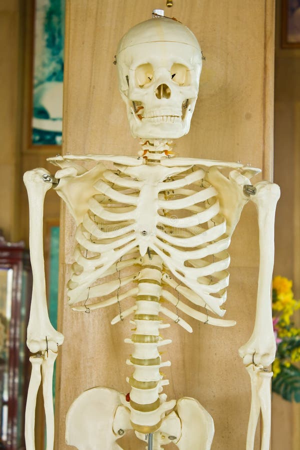 Menselijk Skelet stock foto. Image of orthopedisch, ribben - 20313774