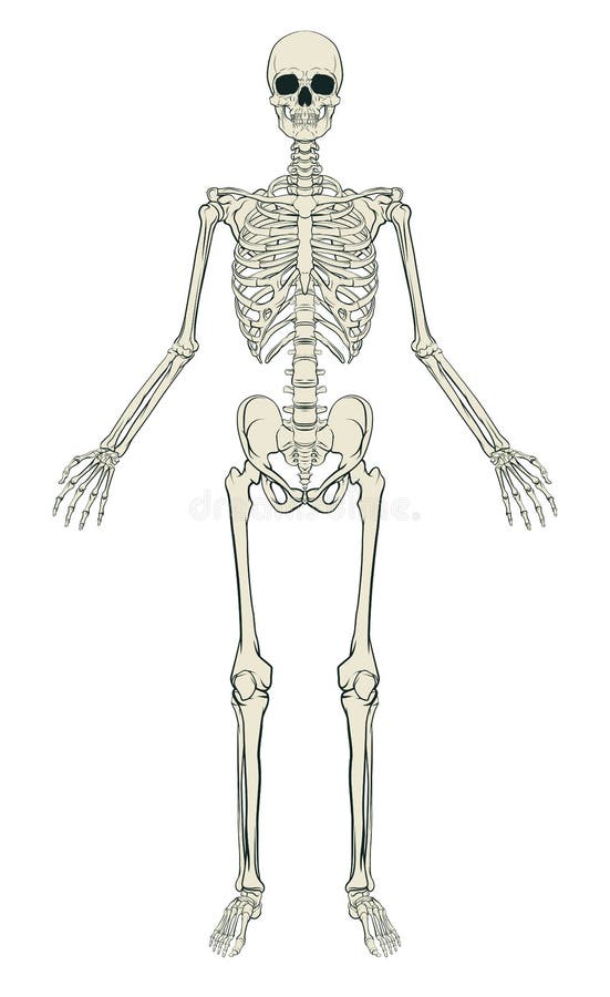 Menselijk skelet vector illustratie. Illustration of fysiologie - 64279850