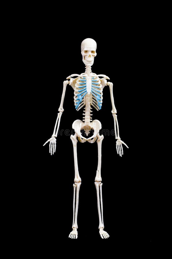 Menselijk Skelet Met Interne Organen Stock Foto - Image of dubbelpunt ...