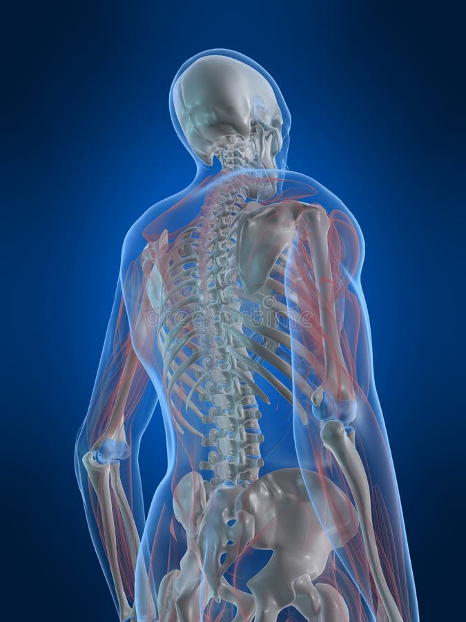 Het Menselijke Skelet M-sk-STELT BB-56-16, Ruggegraat, 3D Model Stock ...