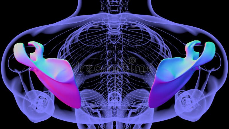 Anatomie Van Het Schouderblad Vector Illustratie - Illustration of voor ...