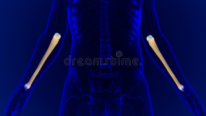 Menselijk Skeletanatomie Ulna Bot 3d Rendering Stock Illustratie ...
