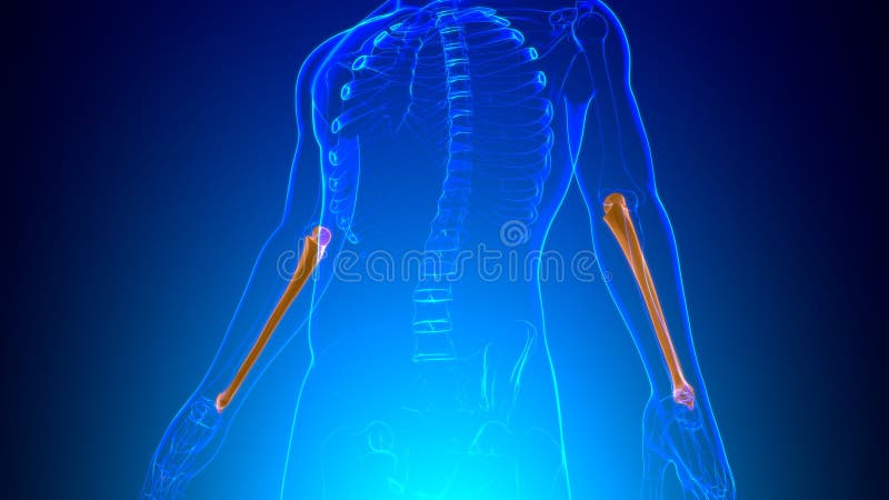 Menselijk Skeletanatomie Ulna Bot 3d Rendering Stock Illustratie ...
