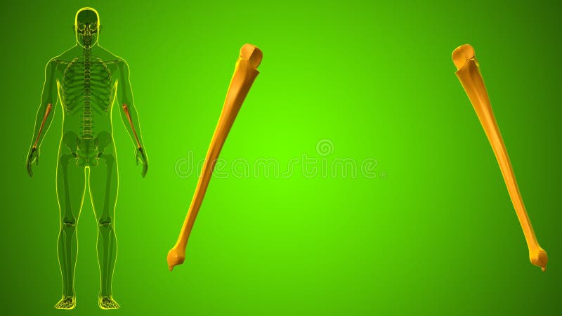 Menselijk Skeletanatomie Ulna Bot 3d Rendering Stock Illustratie ...