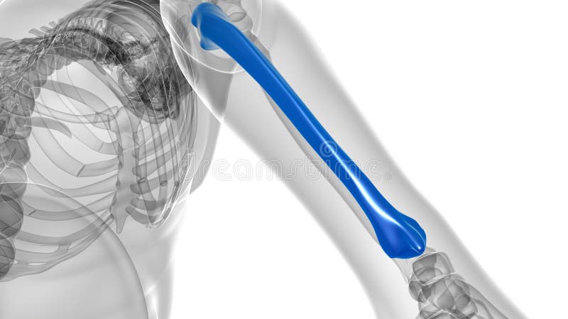 Menselijk Skeletanatomie Ulna Bot 3d Rendering Stock Illustratie ...