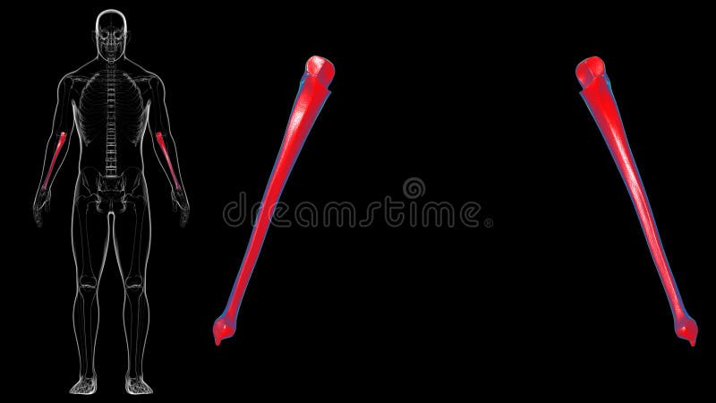 Menselijk Skeletanatomie Ulna Bot 3d Rendering Stock Illustratie ...