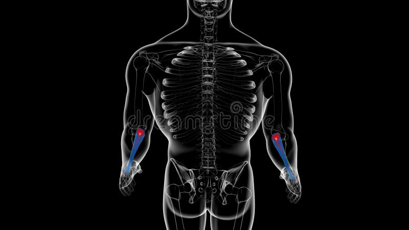 Menselijk Skeletanatomie Ulna Bot 3d Rendering Stock Illustratie ...