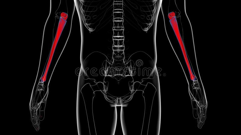Menselijk Skeletanatomie Ulna Bot 3d Rendering Stock Illustratie ...