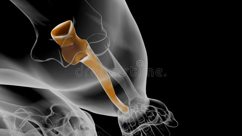 Menselijk Skeletanatomie Ulna Bot 3d Rendering Stock Illustratie ...