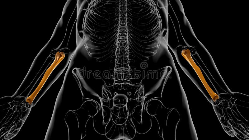 Menselijk Skeletanatomie Ulna Bot 3d Rendering Stock Illustratie ...