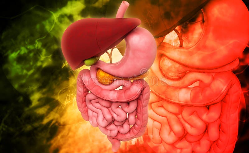 Menselijk Spijsverteringsstelsel Stock Illustratie - Illustration of ...