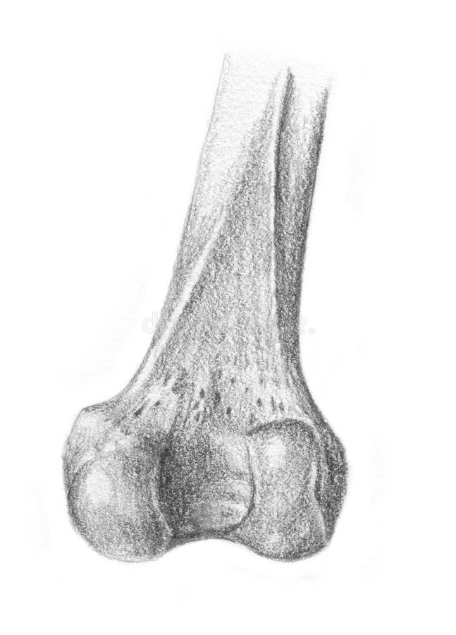 Menselijke anatomie, hiel stock illustratie. Illustration of grijs ...