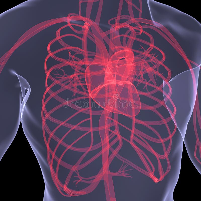 Menselijke Bloedstroom Hersendidactische Plaat Van De Anatomie Van Het ...