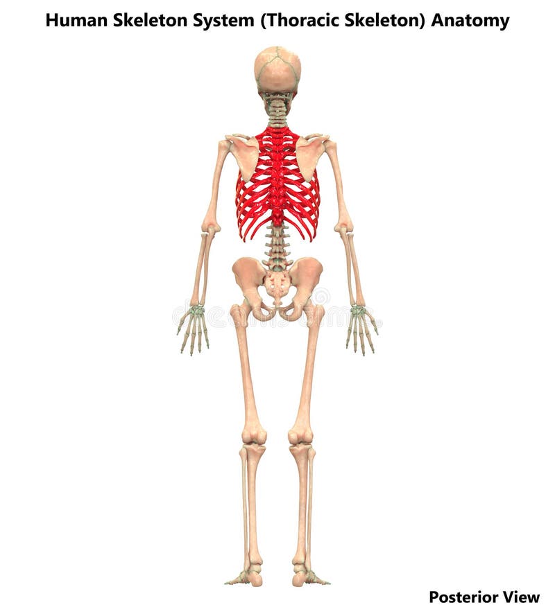 Menselijke Borst Het Skeletanatomie Van Het Skeletsysteem Stock ...