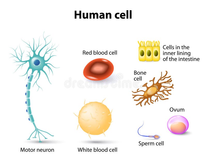 Soorten Cellen In Het Menselijk Lichaam 25 Opmerkelijke Feiten Over