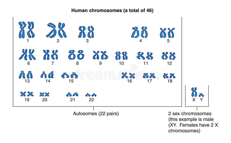 Menselijke chromosomen vector illustratie. Illustration of overerving ...
