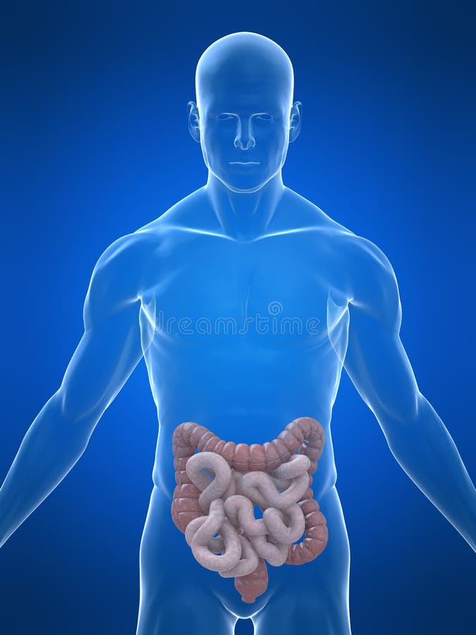 Menselijke darmen stock illustratie. Illustration of essentieel - 5564257