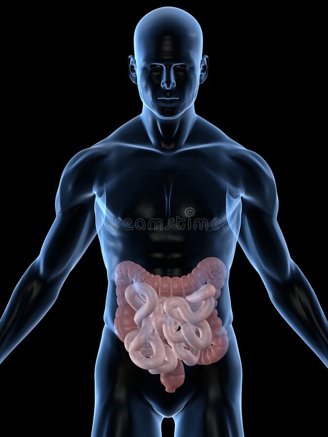 Menselijke darmen stock illustratie. Illustration of dubbelpunt - 2462939