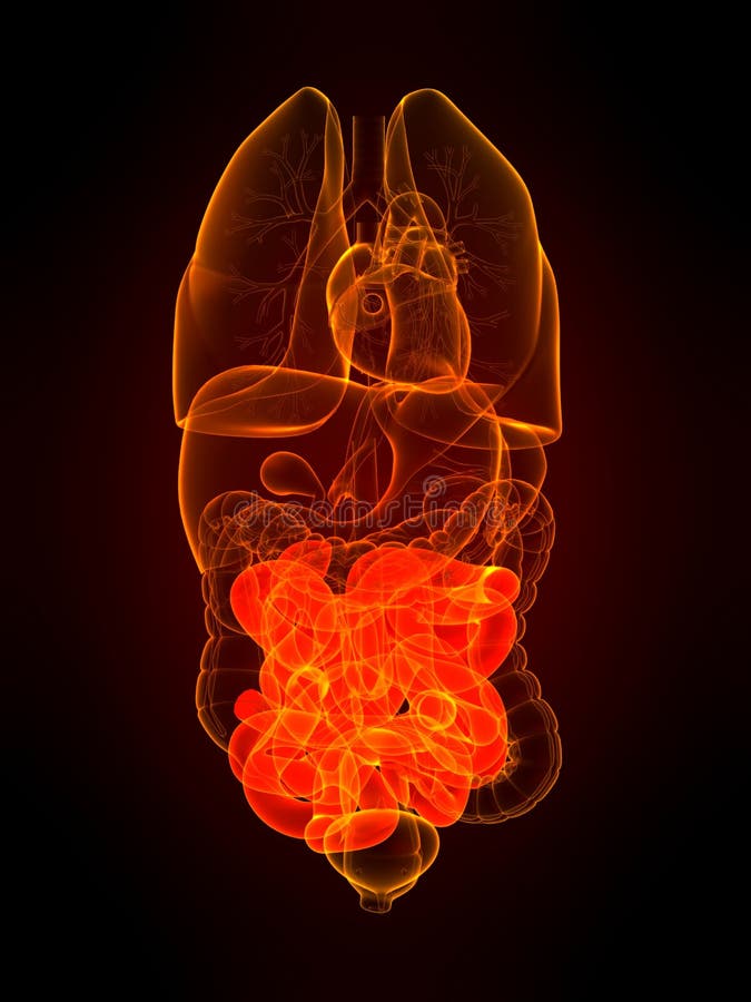 De ontsteking van darmen stock illustratie. Illustration of ontsteking ...