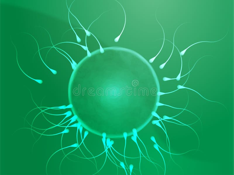 Menselijke eicelbemesting stock illustratie. Illustration of eicellen ...