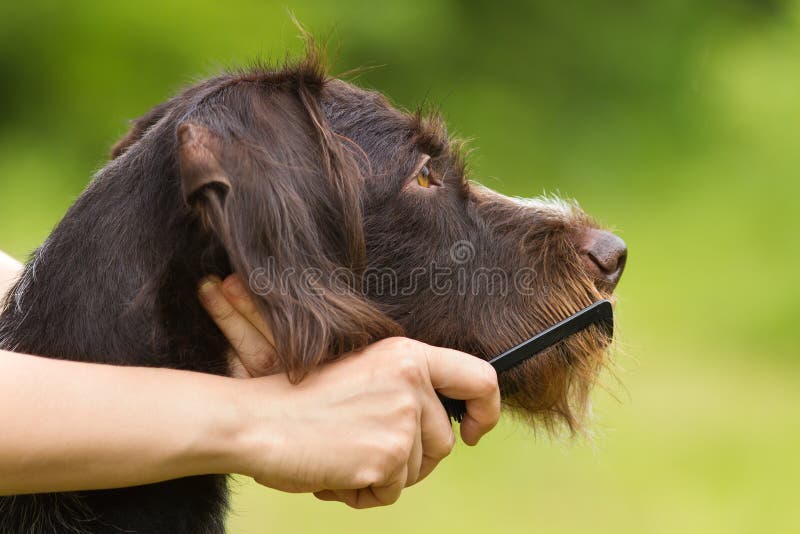 Menselijke Handen Kammen Hondenhaar Met Een Kam Stock Foto - Image of ... Menselijke Handen Kammen Hondenhaar Met Een Kam Stock Foto - Image of ...