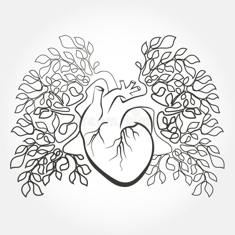 Menselijke hart en longen vector illustratie. Illustration of longen ...