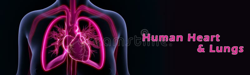 Menselijke hart en longen stock illustratie. Illustration of aorta ...