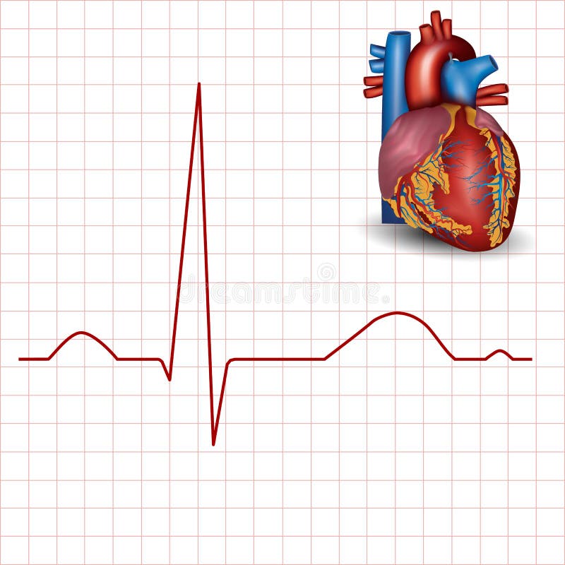 Normaal Hartritme En Anatomie Van Het Menselijk Hart Vector Illustratie ...