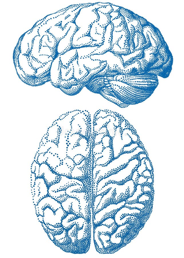 Menselijke hersenen vector illustratie. Illustration of menselijk ...