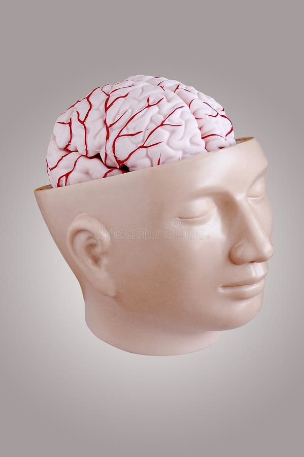 Menselijke hersenen stock afbeelding. Image of geïsoleerd - 15108689