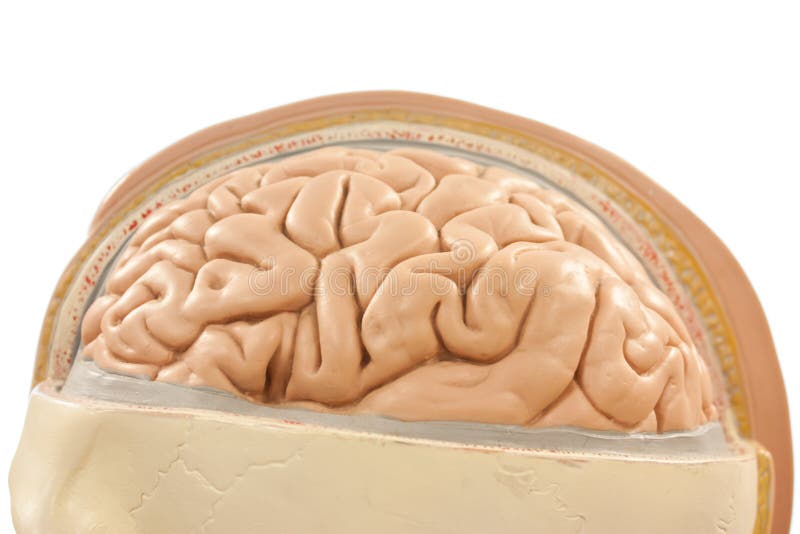 Menselijk brein stock foto. Image of sectie, apparaten - 25094786