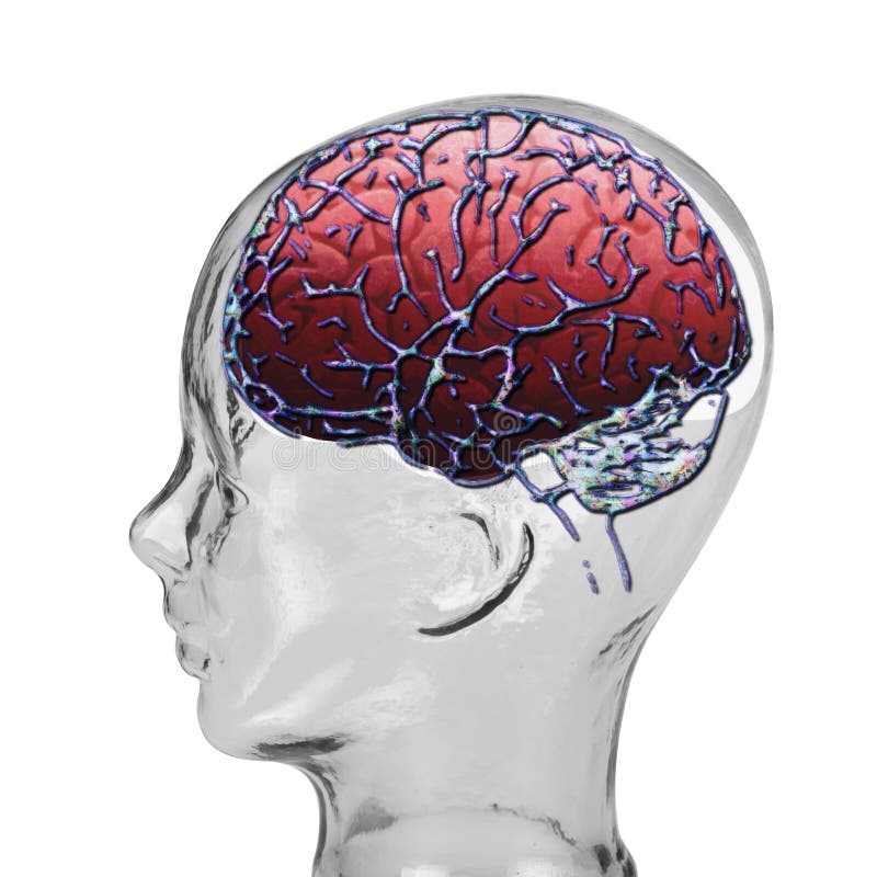 Menselijke hersenen stock foto. Image of hoofd, mening - 31354294