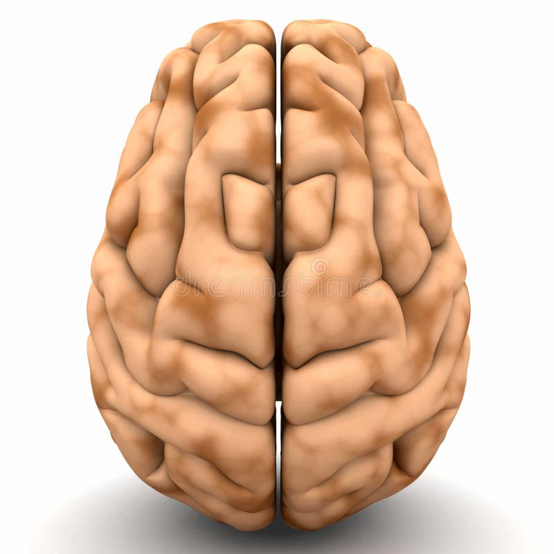 Menselijke hersenen stock illustratie. Illustration of stam - 32203435
