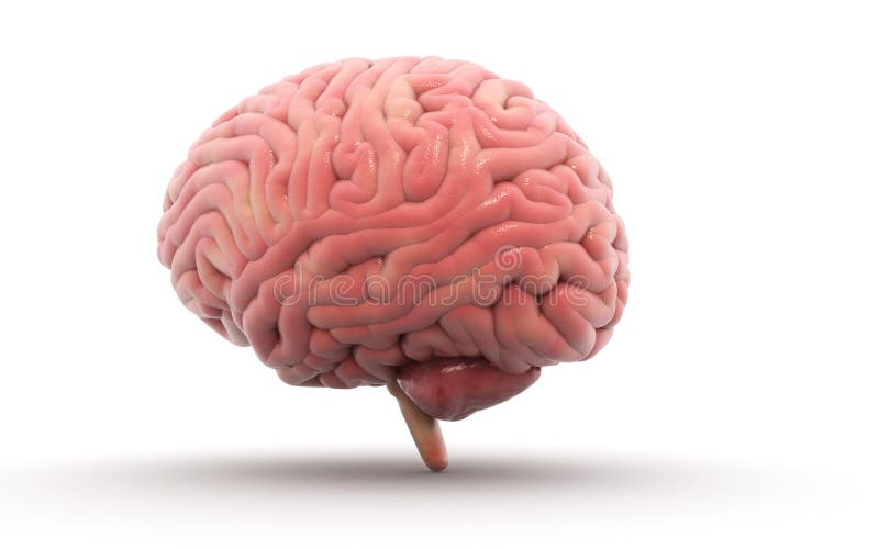 De Vrouw Berijmt De Hersenen Van De Man Stock Afbeelding - Image of ...