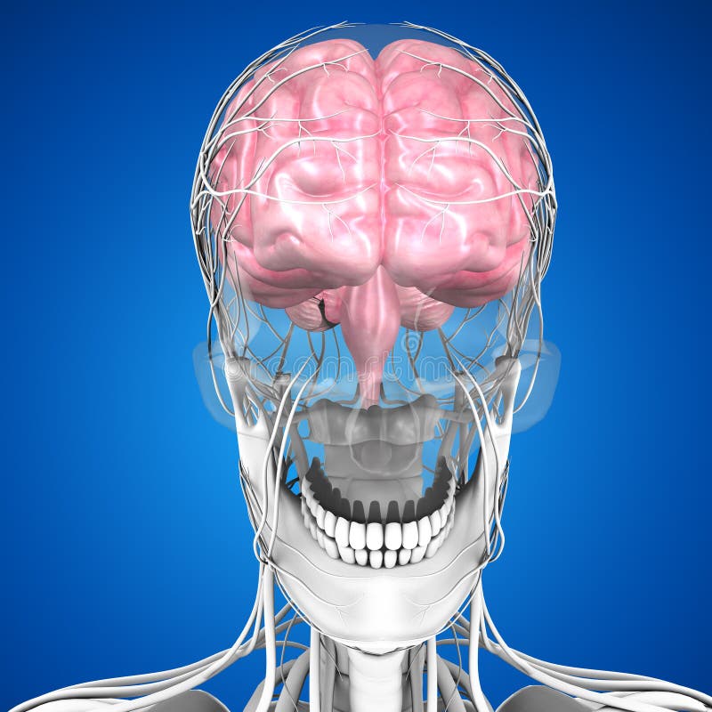 Menselijke hersenen stock illustratie. Illustration of gezondheid ...
