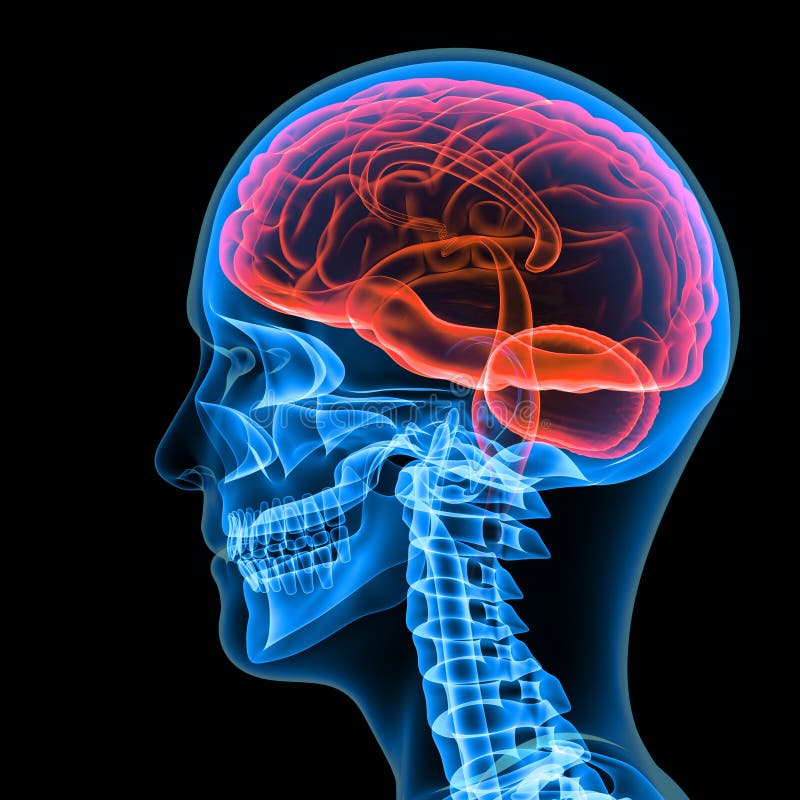 Menselijke hersenen stock illustratie. Illustration of blauw - 56141286