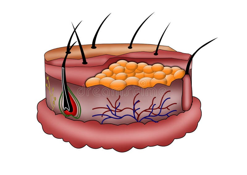 De Structuur Van Menselijke Huidcellen Vector Illustratie ...