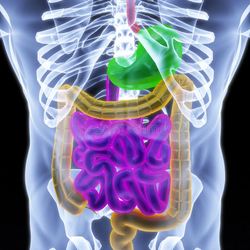 Menselijke ingewanden stock illustratie. Illustratie bestaande uit maag ...