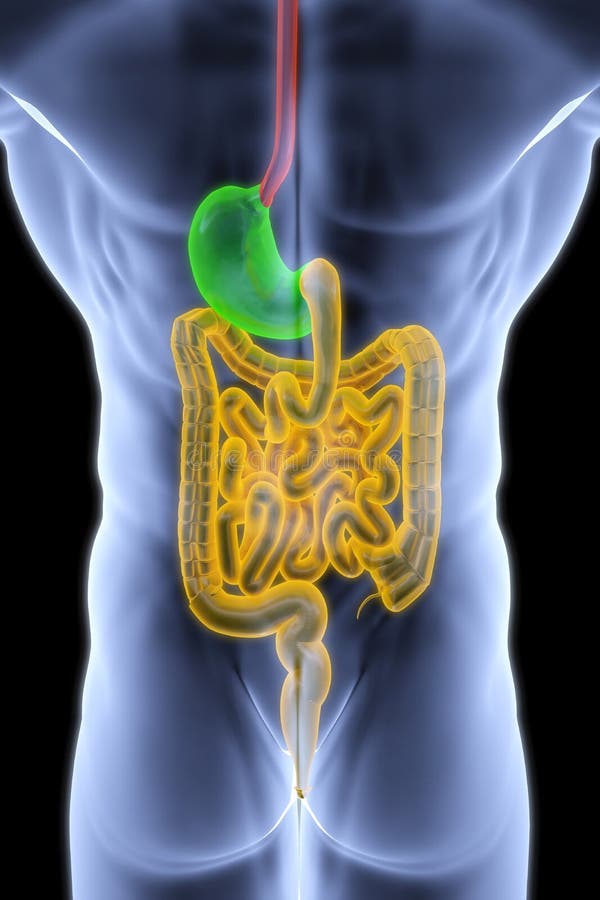 Vrouwelijke INGEWANDEN En Voorafgaande De Anatomie Van De MAAG Stock ...